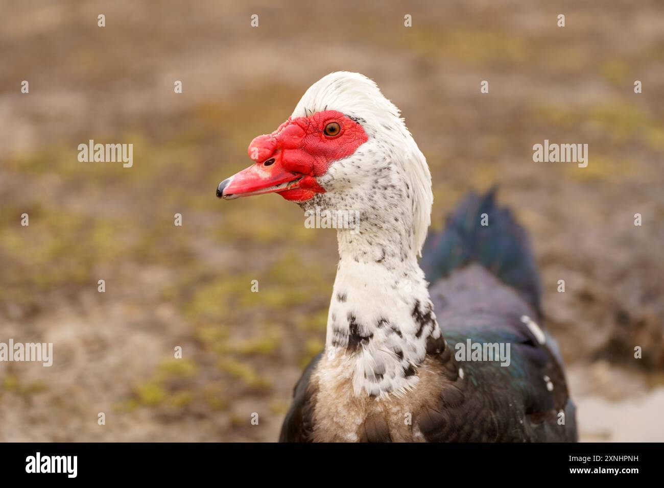 Muscovy duck is captured up close, displaying its unique plumage and ...