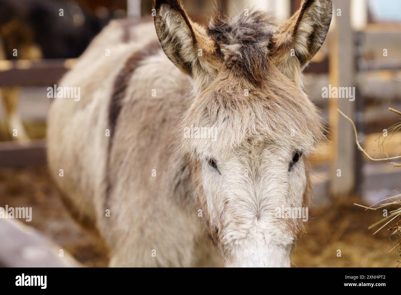 Close-up donkey gazing directly at the camera with an expression of ...
