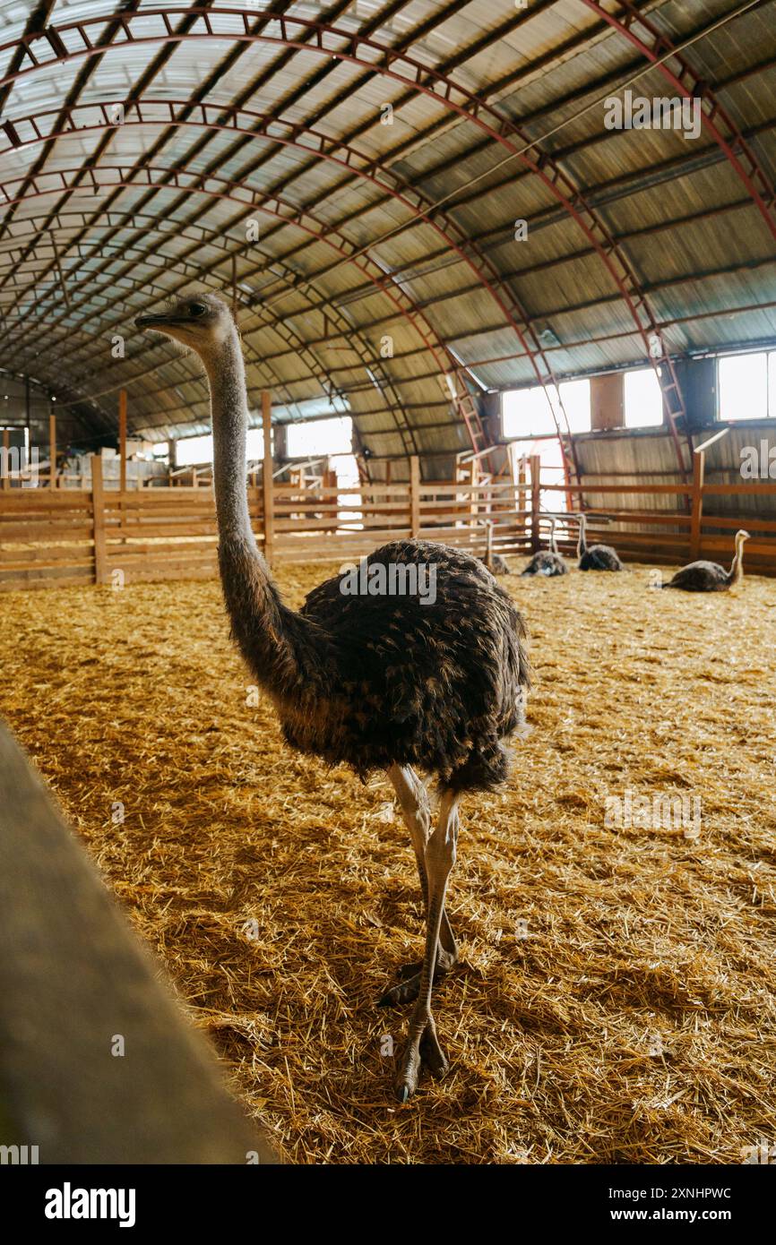 Ostrich is standing proudly in a charming barn filled with golden hay ...