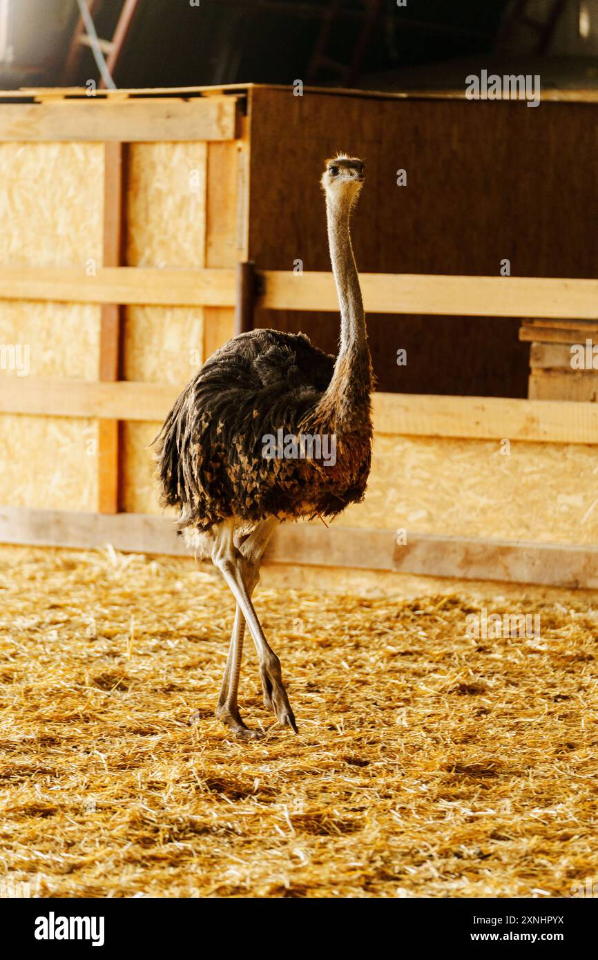 Ostrich is standing proudly in a charming barn filled with golden hay ...