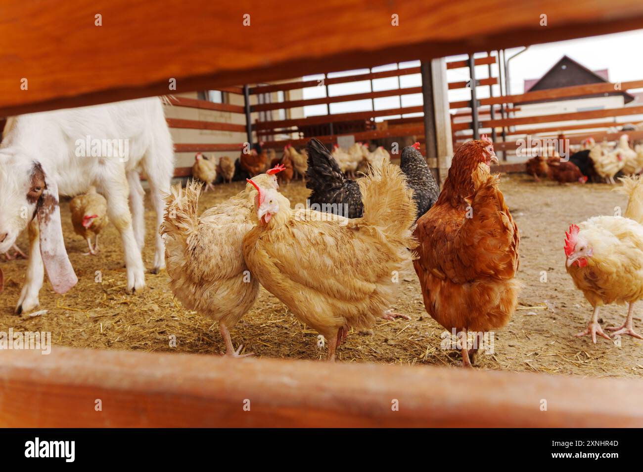Group of chickens, their feathers ruffling in the wind as they survey ...