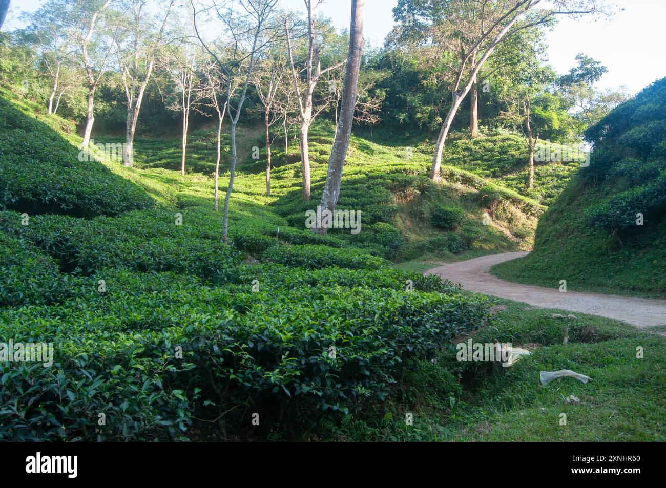 traditional tea plucking at a tea estate in Sylhet, Bangladesh, set ...