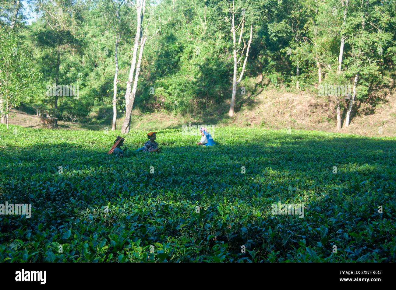 Rural Bangladeshi Woman Picking Fresh Tea Leaves in a Tea Plantation ...