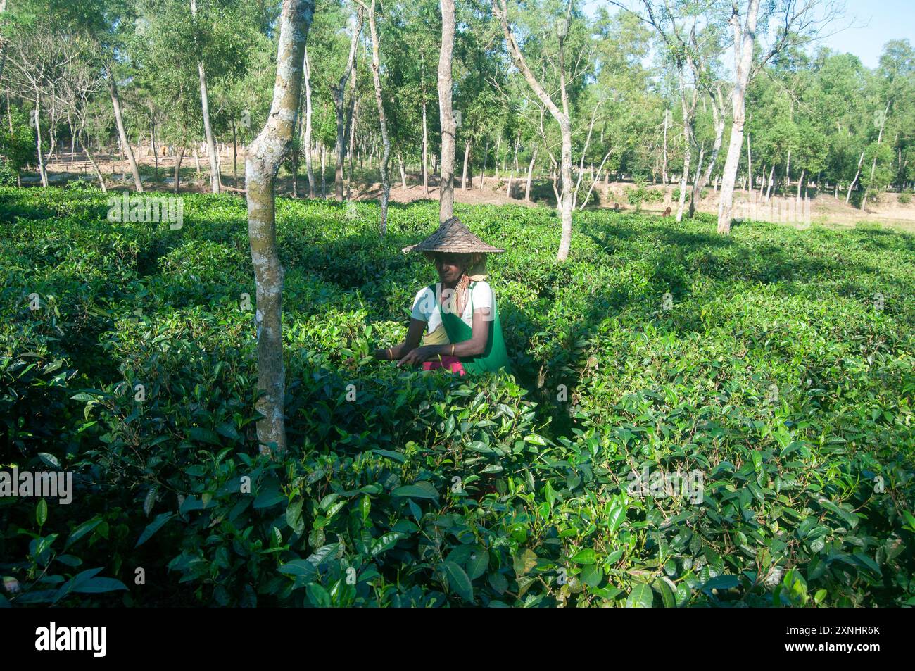 Traditional Tea Plucking at Bangladesh Tea Estate Amidst Scenic ...