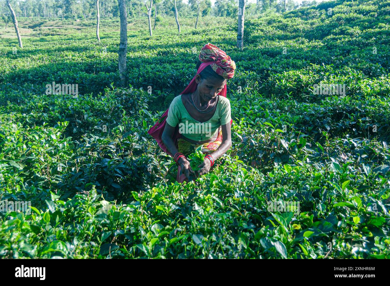 Bangladeshi Woman Harvesting Tea Leaves at Rural Tea Estate Stock Photo ...