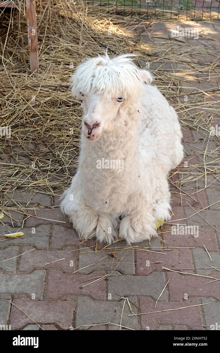 Cute white alpaca lying on tile on farm in summer. Pets and breeding of ...