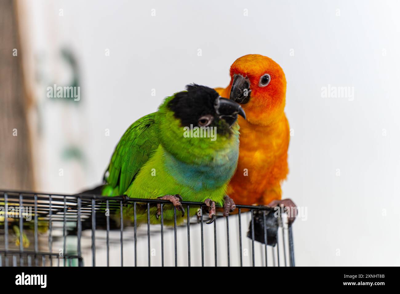 Australian parakeets hi-res stock photography and images - Alamy
