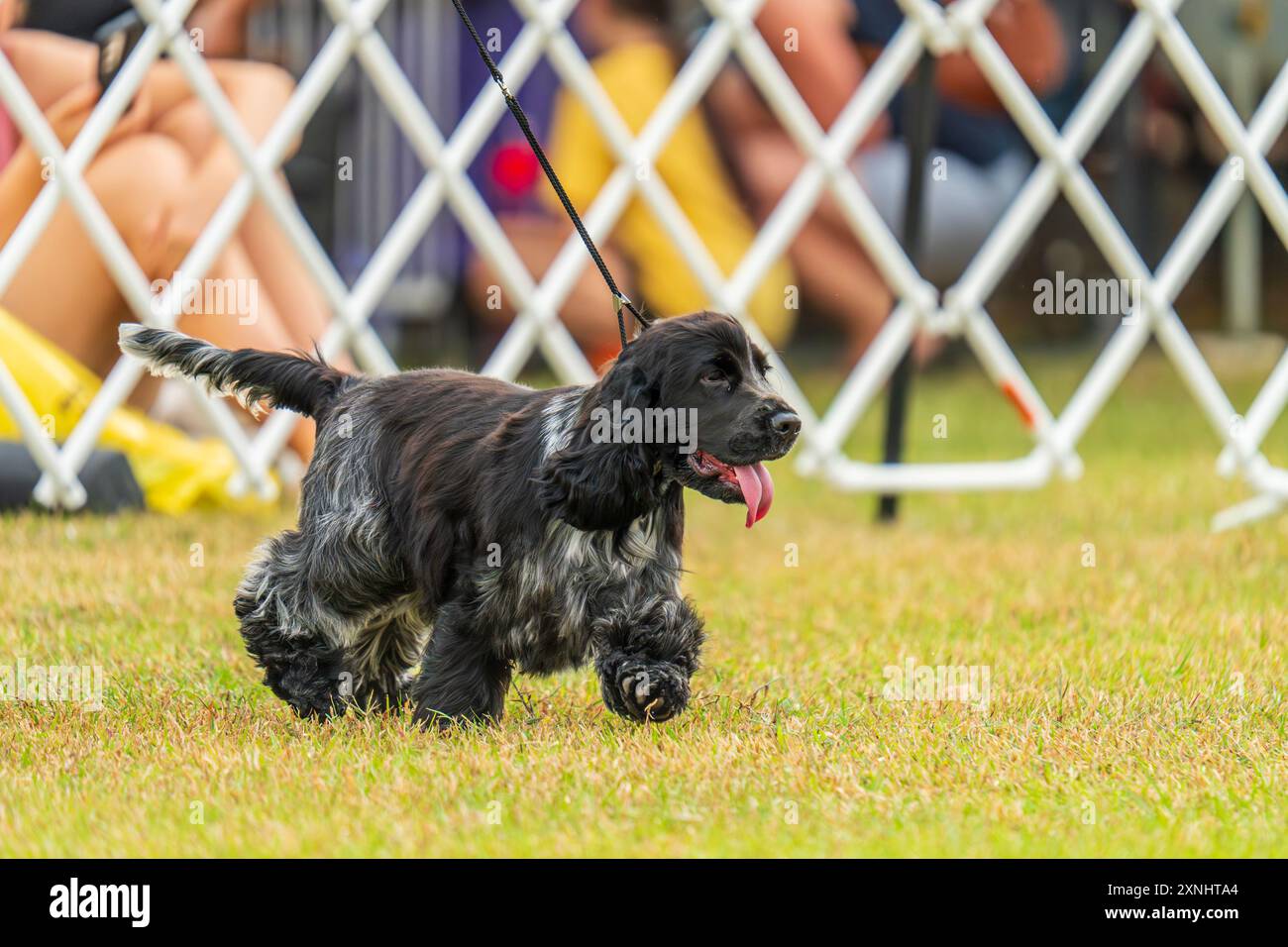 Cocker Spaniel competing in dog conformation at the 2024 Royal Darwin ...