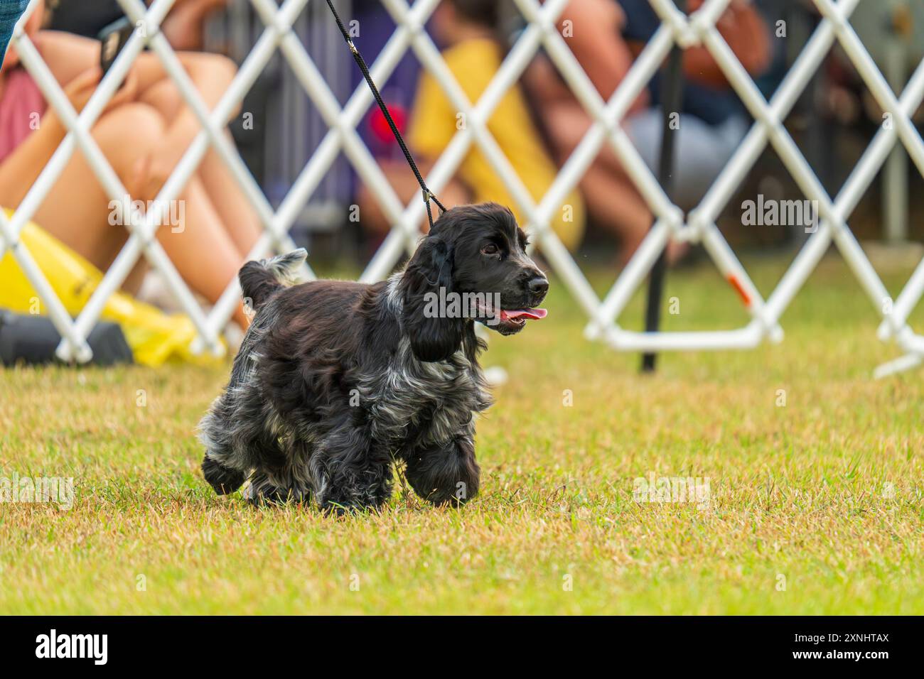 Cocker Spaniel competing in dog conformation at the 2024 Royal Darwin ...