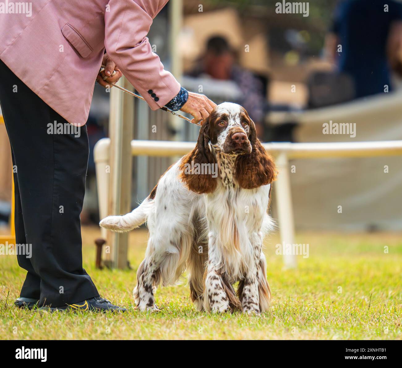 Darwin, Australia - 27 July 2024: English Springer Spaniel competing in ...