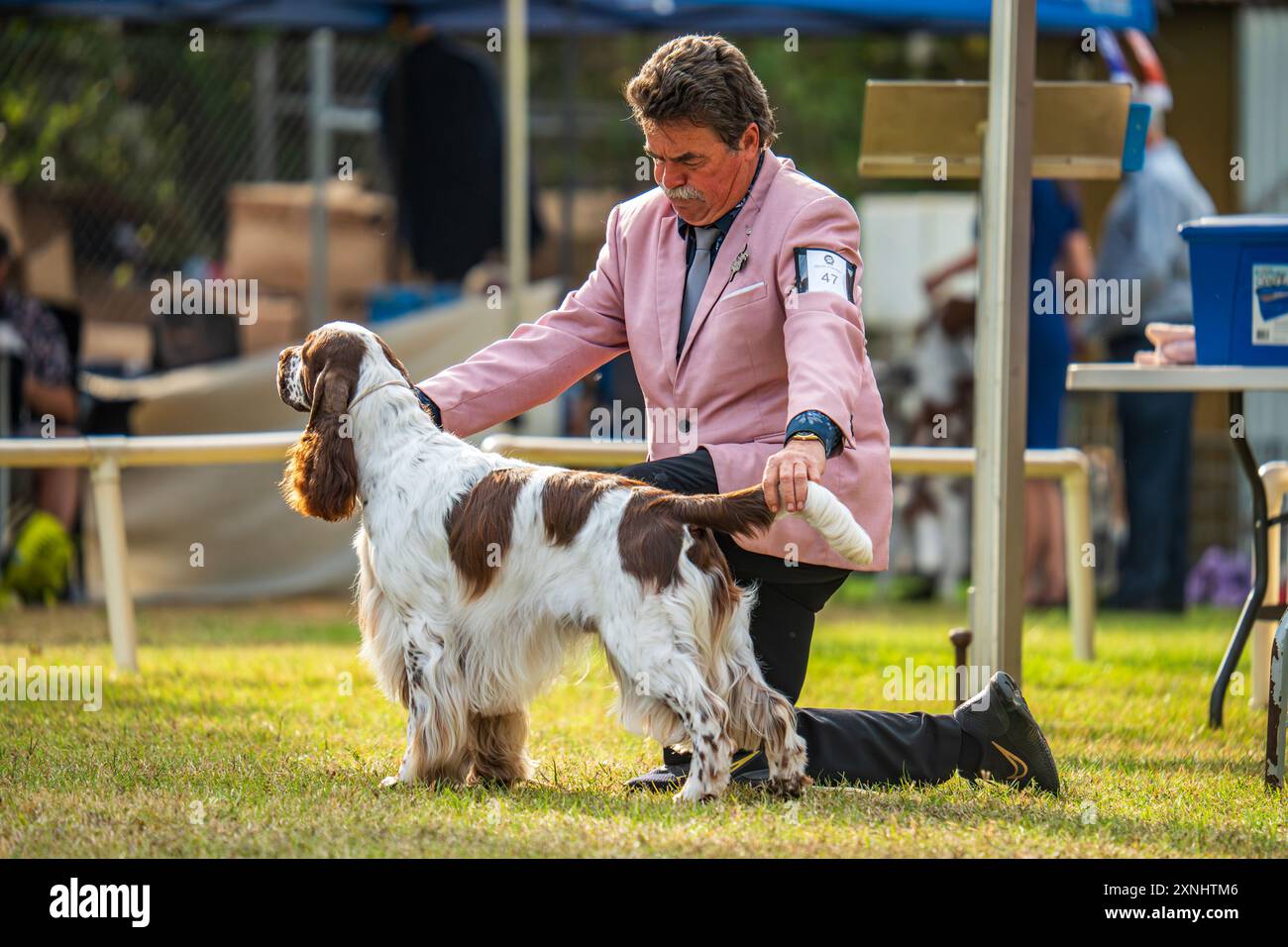 Darwin, Australia - 27 July 2024: English Springer Spaniel competing in ...