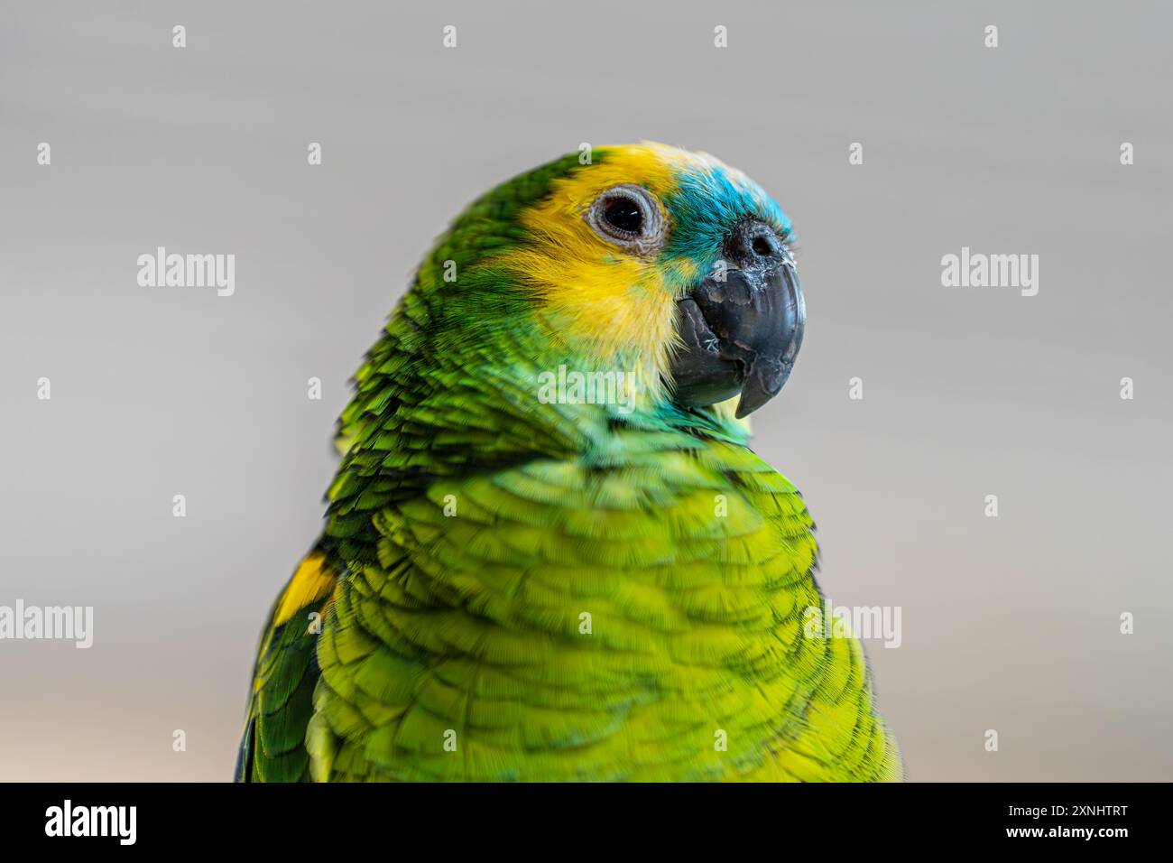 Portrait of a blue-fronted parrot on neutral background Stock Photo - Alamy