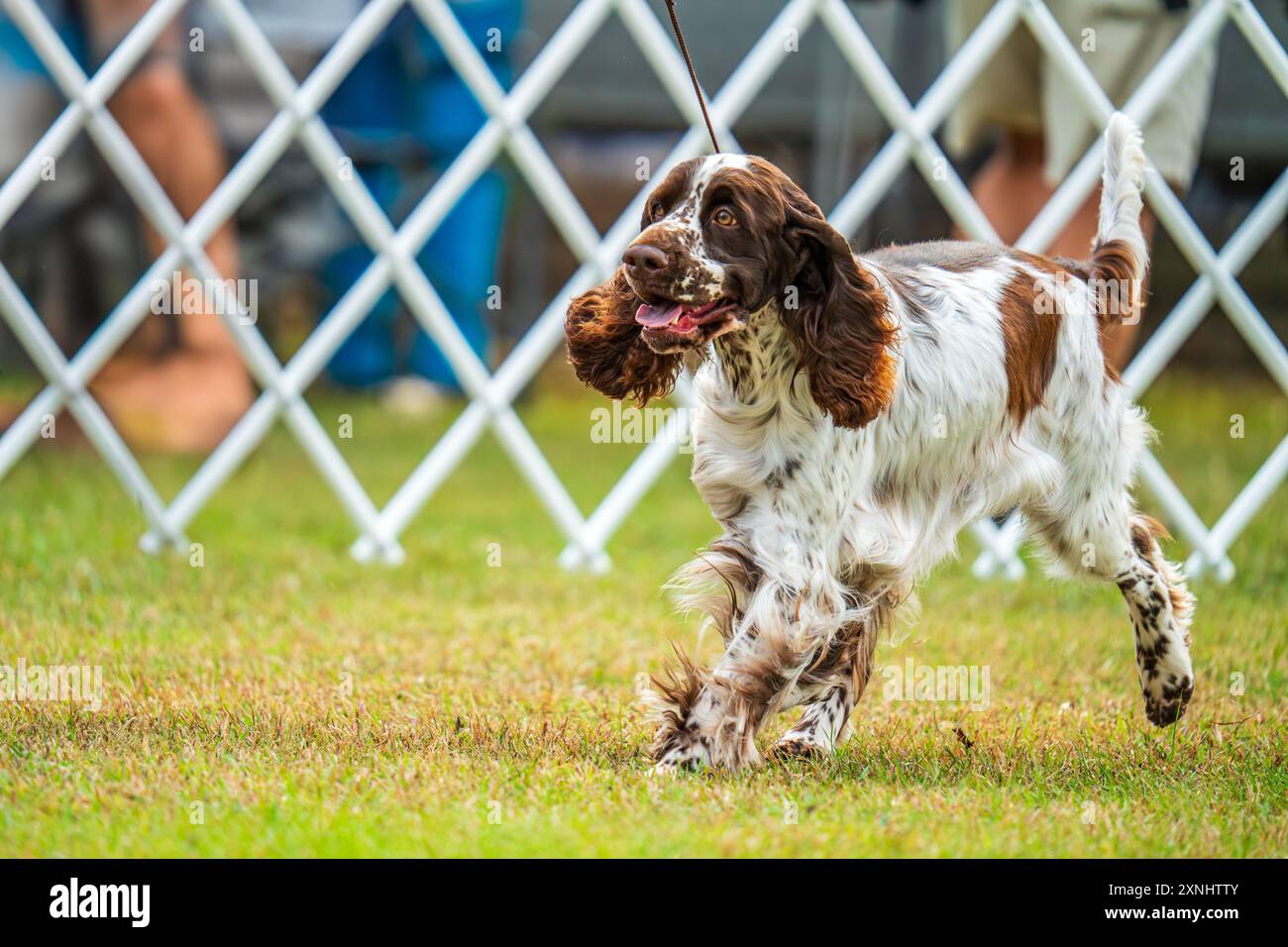 English Springer Spaniel competing in dog conformation at the 2024 ...