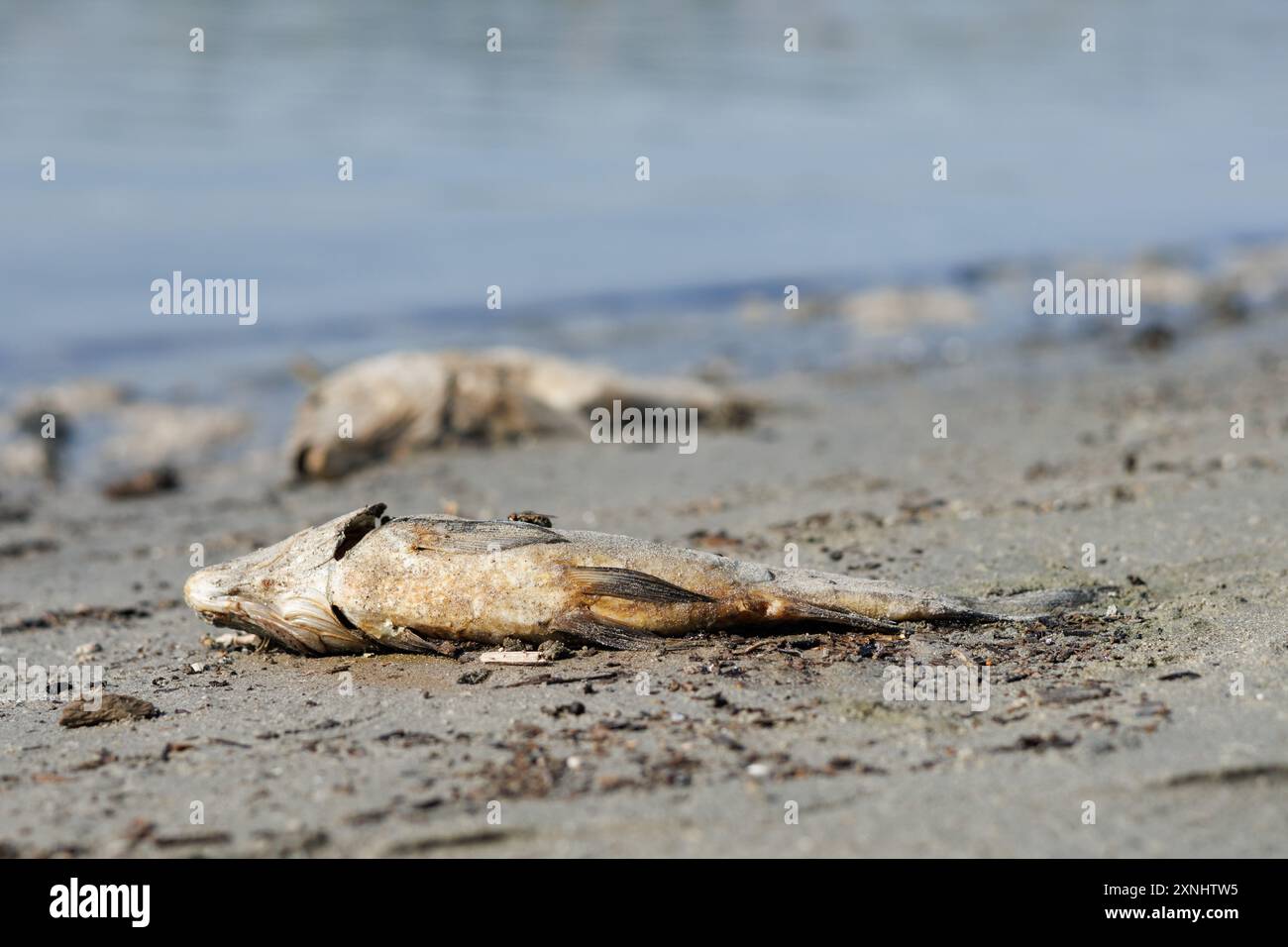 Climate change causes extreme drought in the Beniarrs Reservoir ...