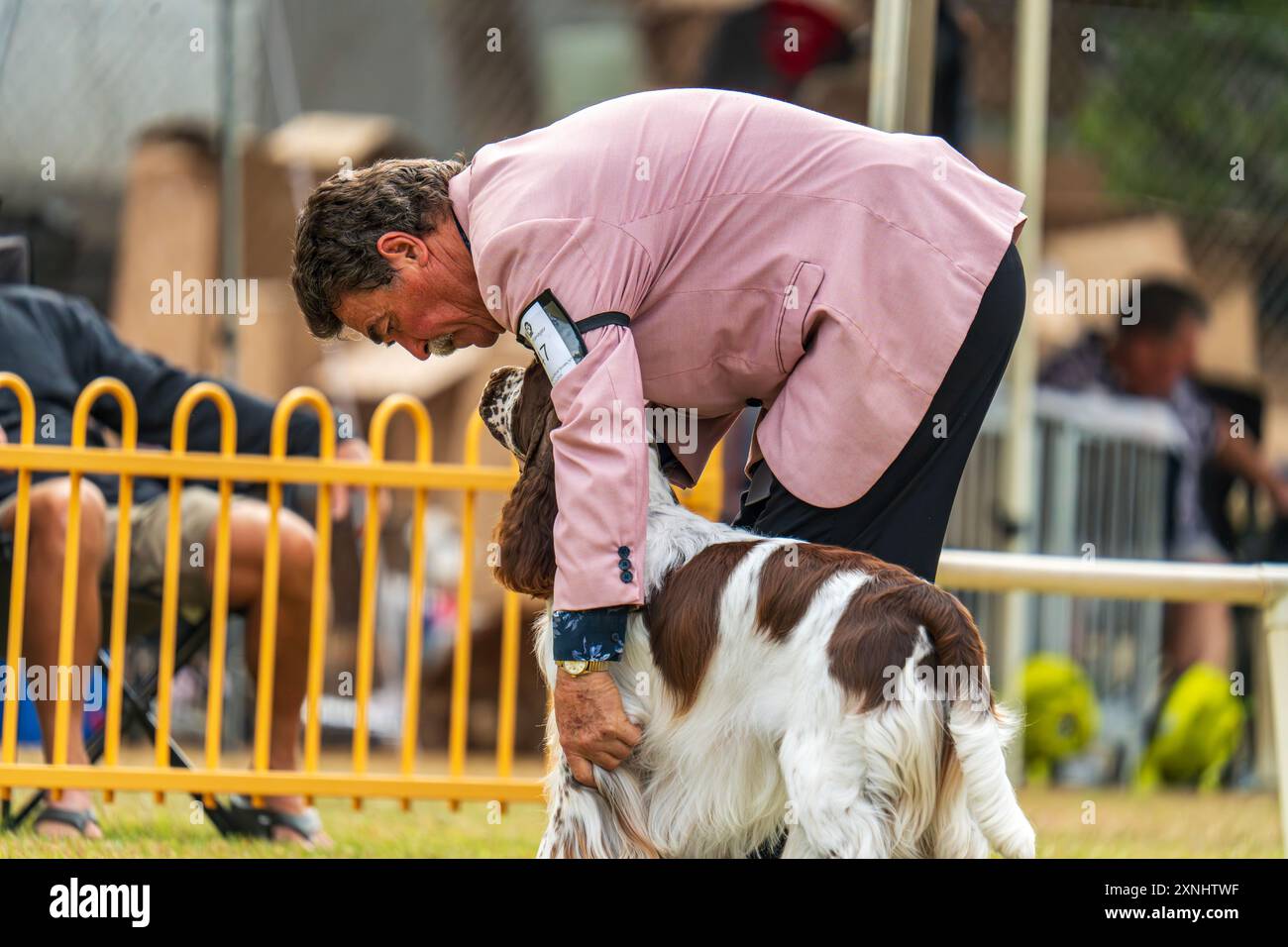 English Springer Spaniel in dog conformation, 2024 Royal Darwin Show ...
