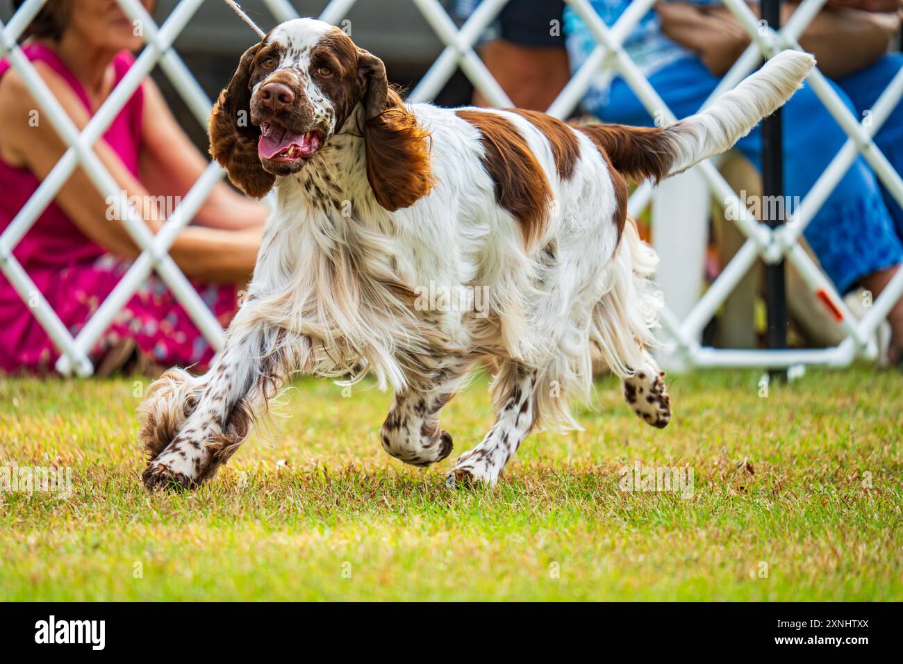 English Springer Spaniel doing dog conformation, 2024 Royal Darwin Show ...