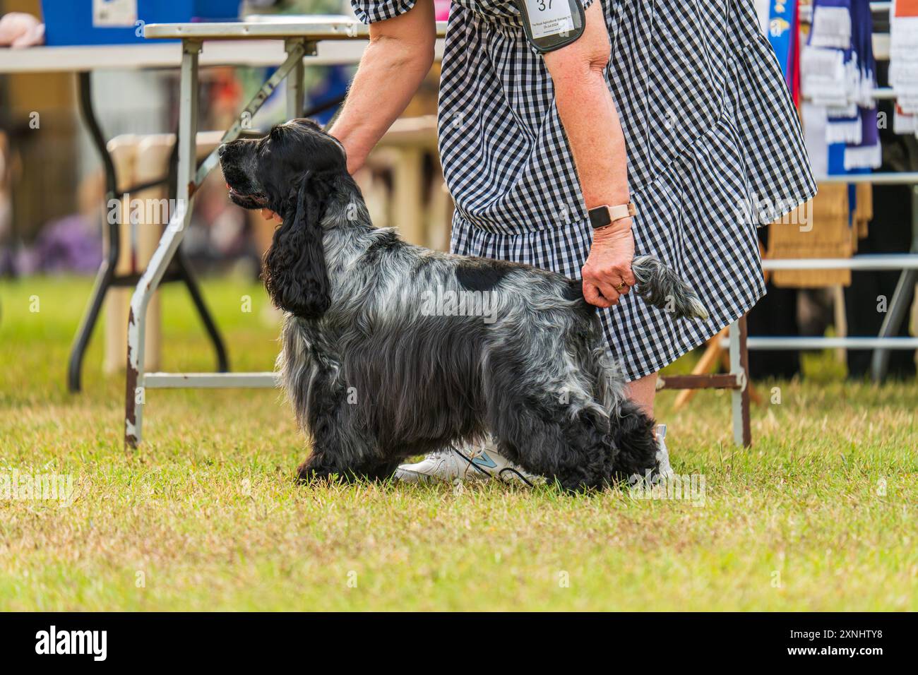 Cocker Spaniel in dog conformation at the 2024 Royal Darwin Show Stock ...