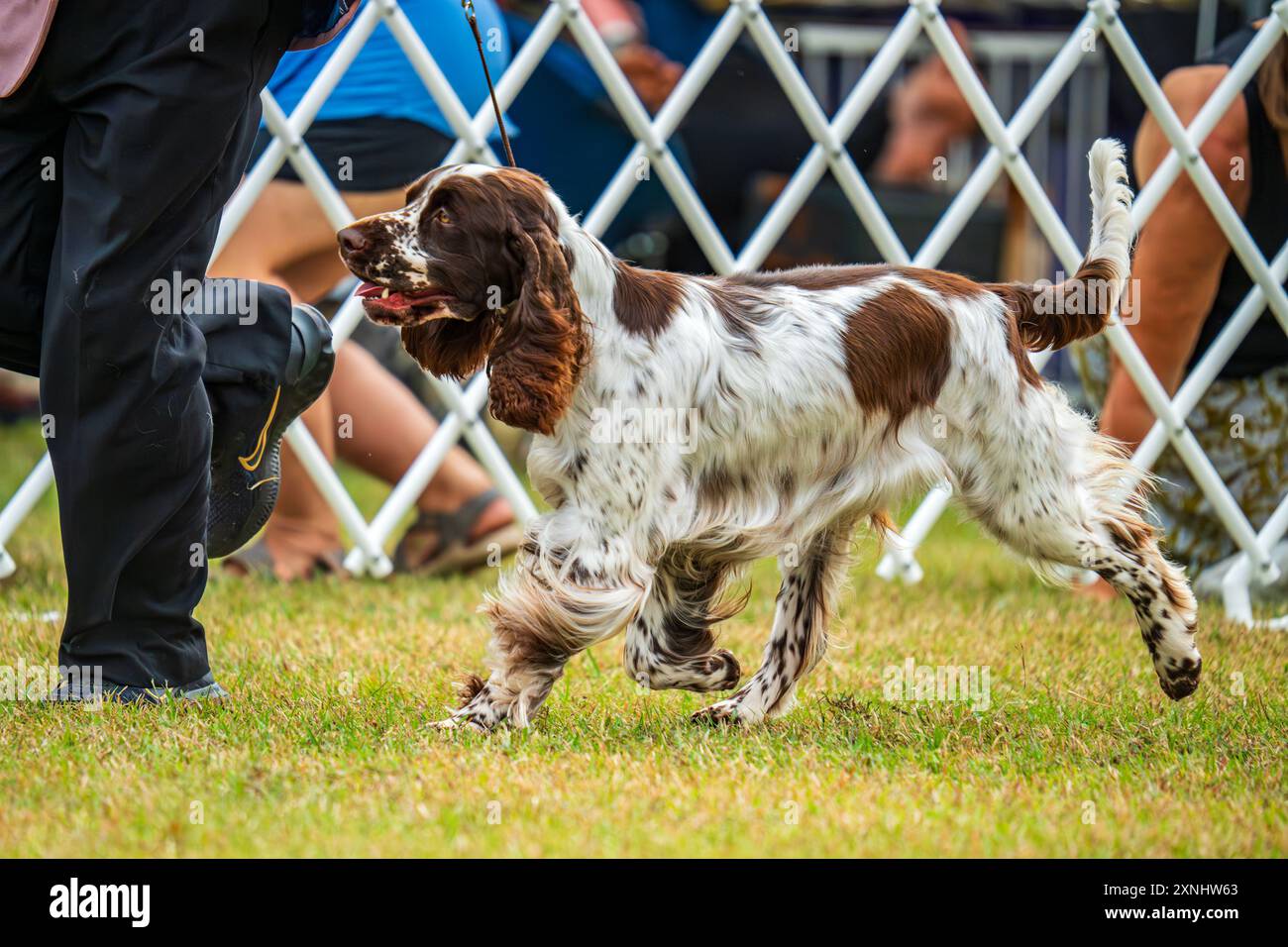 English Springer Spaniel in dog conformation, 2024 Royal Darwin Show ...