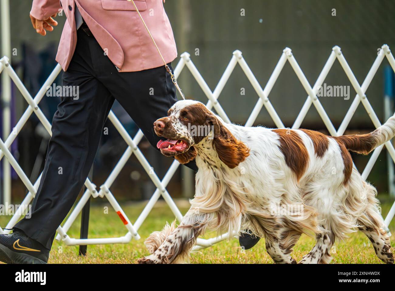 English Springer Spaniel in dog conformation, 2024 Royal Darwin Show ...