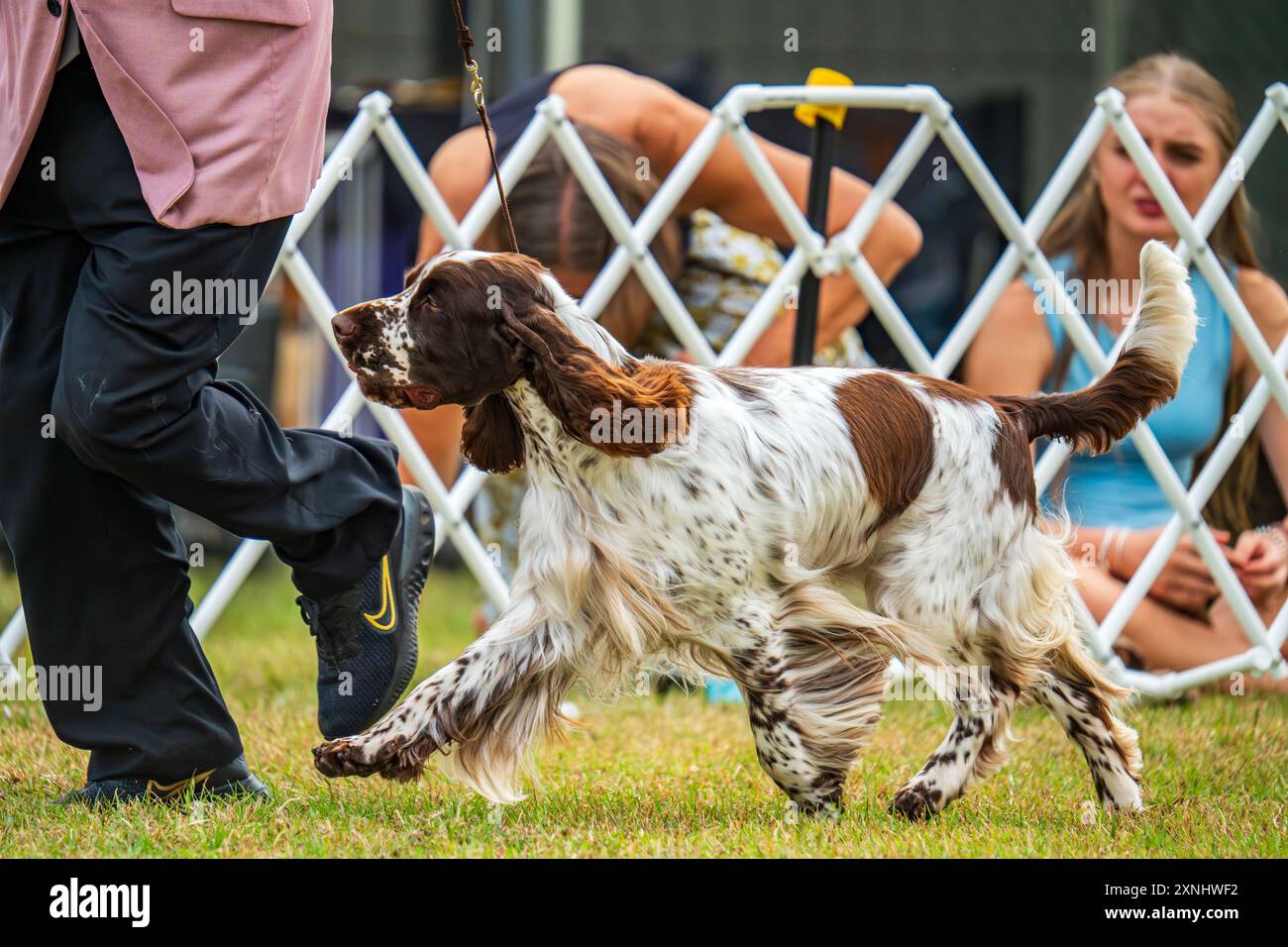 English Springer Spaniel in dog conformation, 2024 Royal Darwin Show ...
