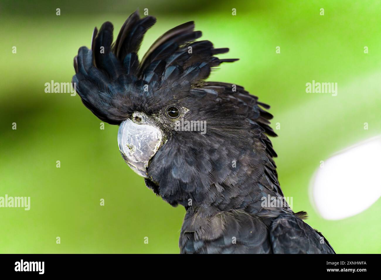 Portrait of a red-tailed black cockatoo Stock Photo - Alamy