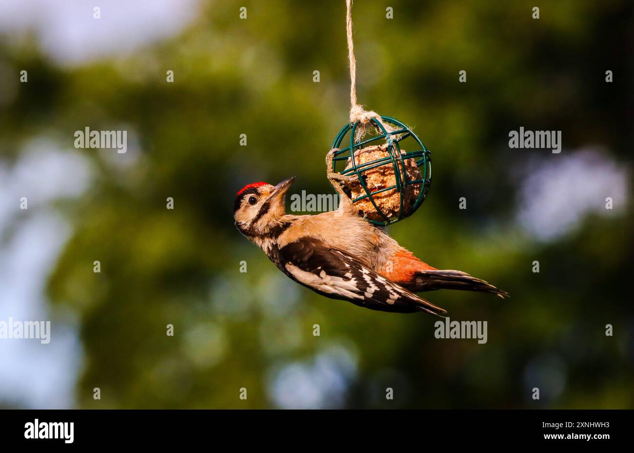 colorful woodpecker on a feeder Stock Photo - Alamy