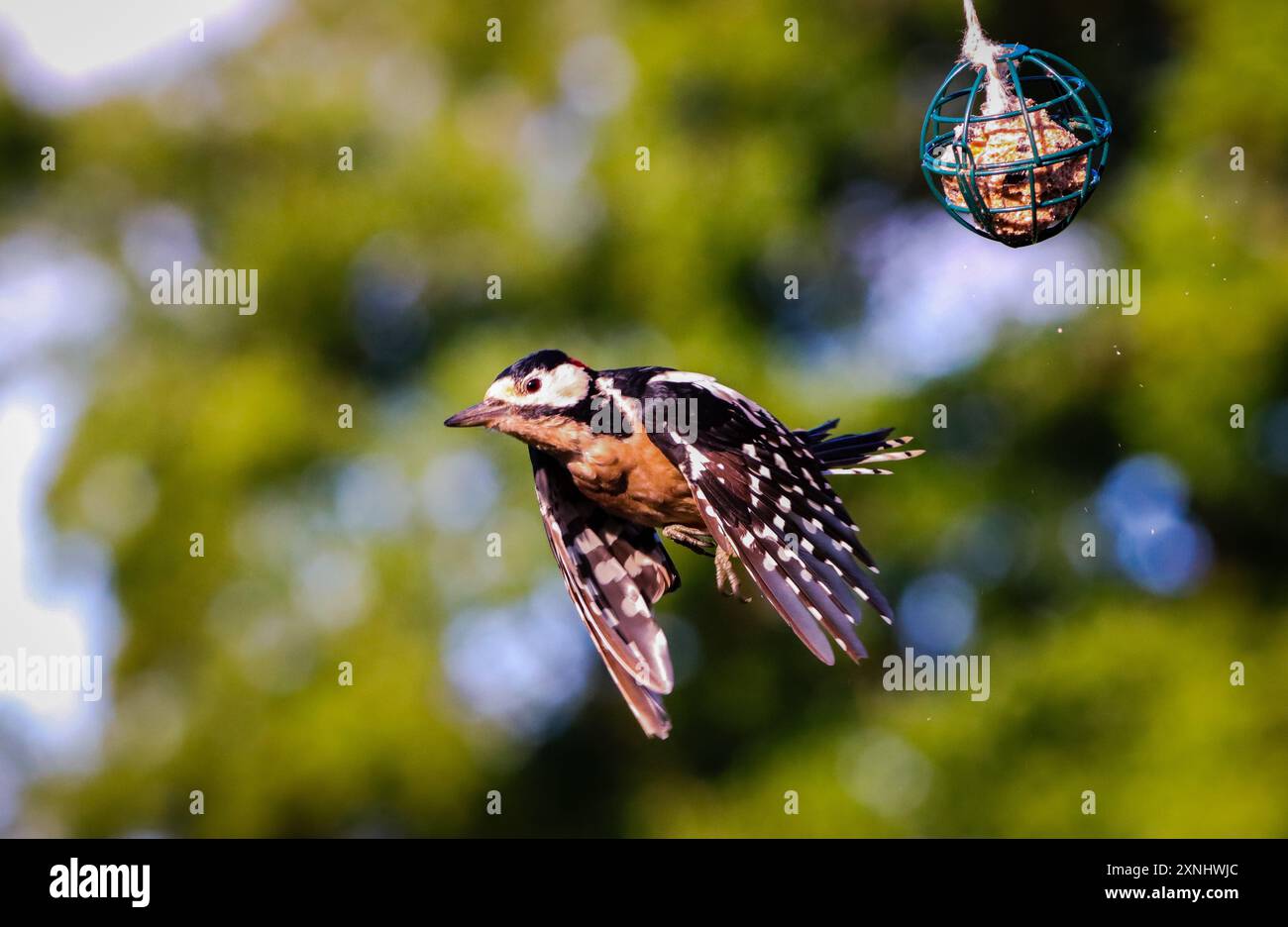 colorful woodpecker in free flight Stock Photo - Alamy