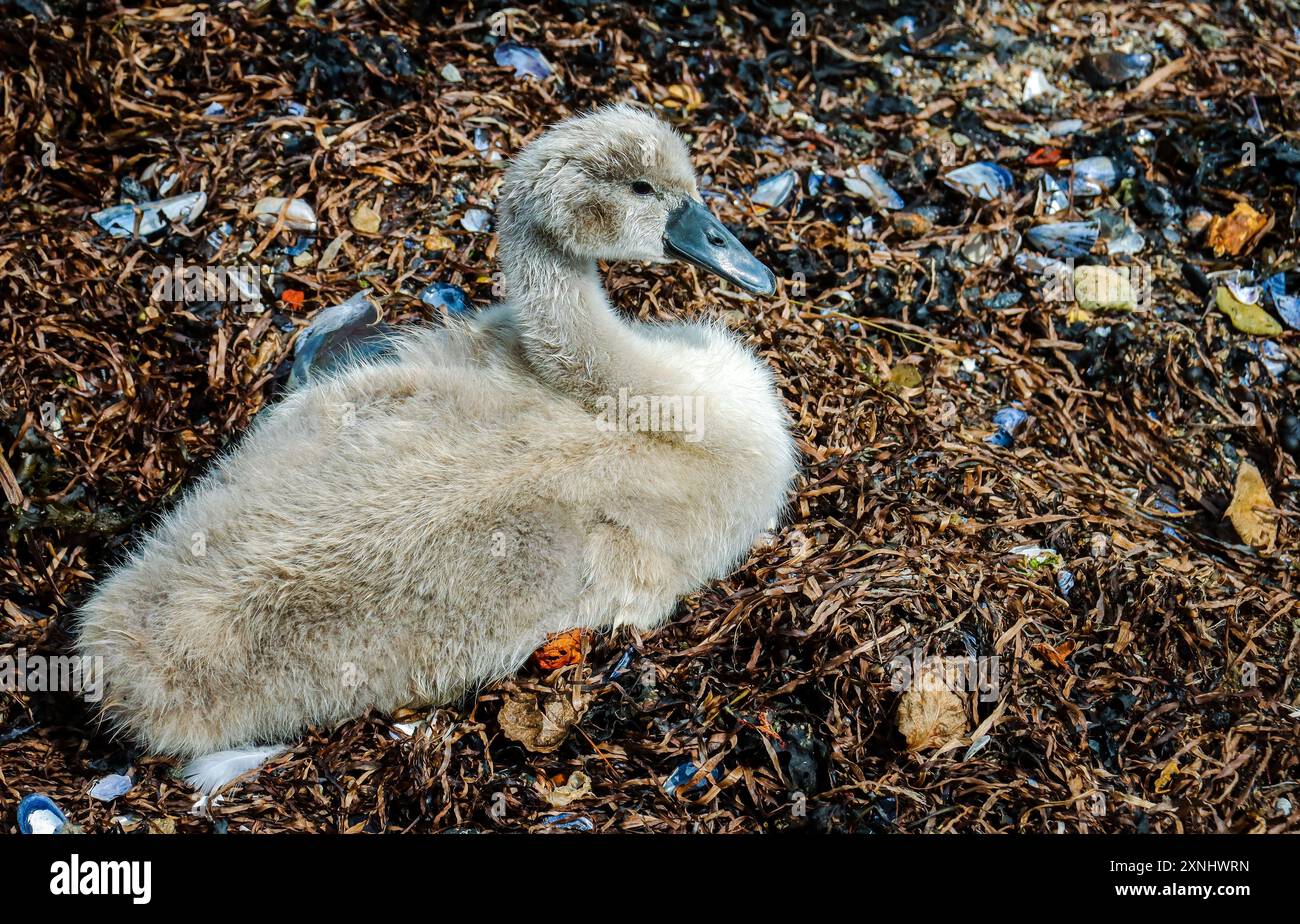 cute little baby swans on the coast Stock Photo - Alamy