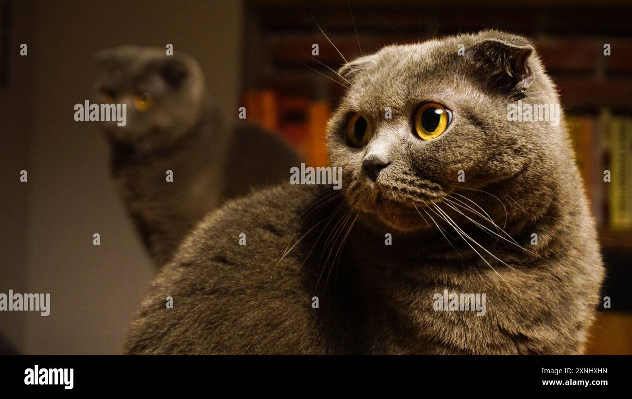 Close up happy purebred grey hi-res stock photography and images - Alamy