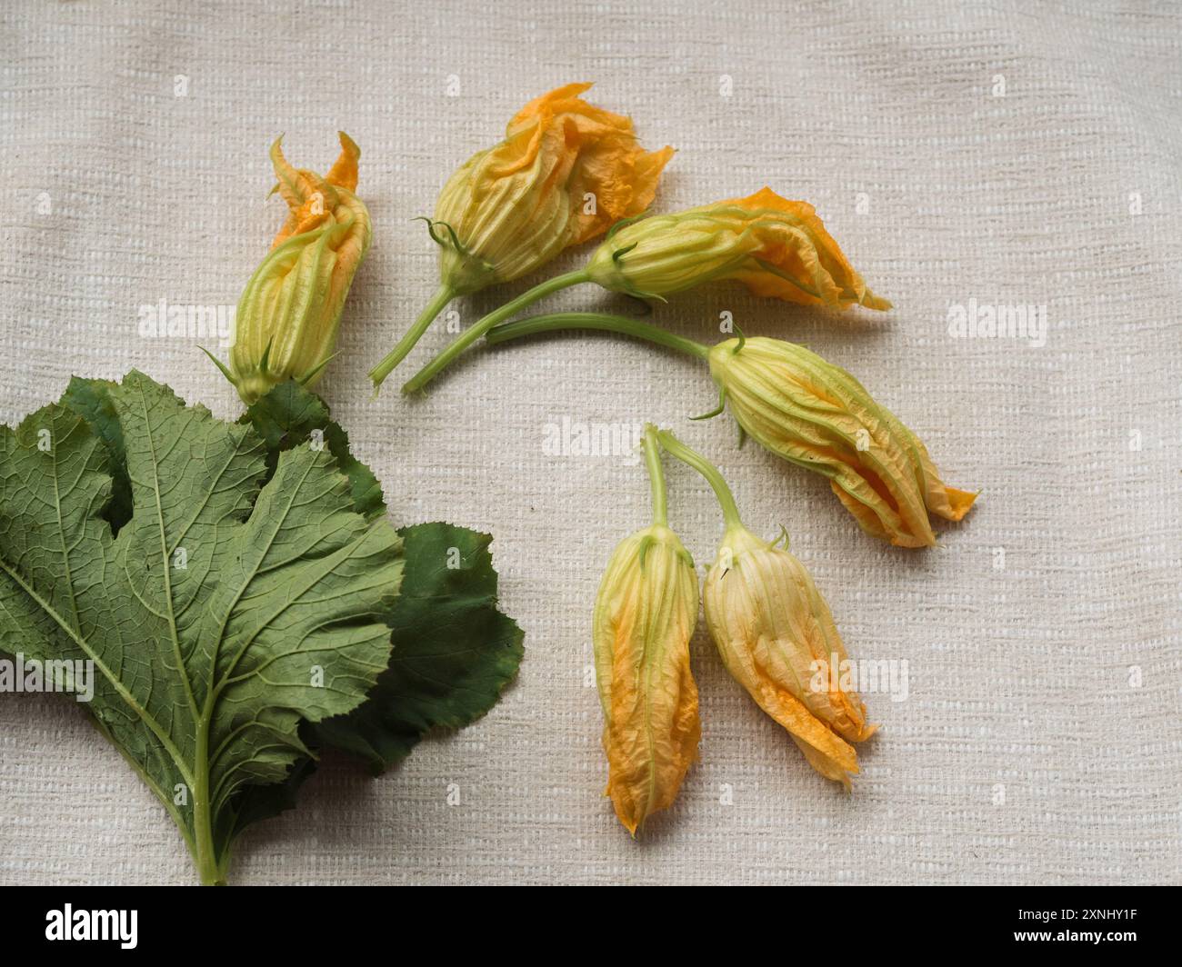 Horizontal Close Up Shot of Zucchini Flowers and a Leaf Arranged in a ...