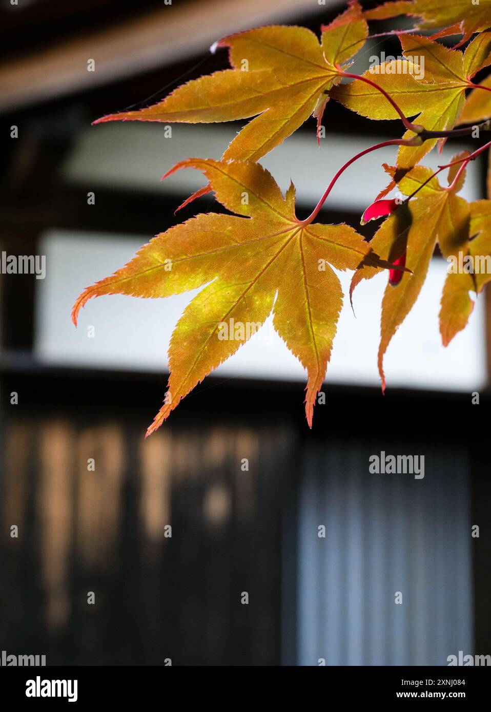 Traditional japanese house wall hi-res stock photography and images - Alamy