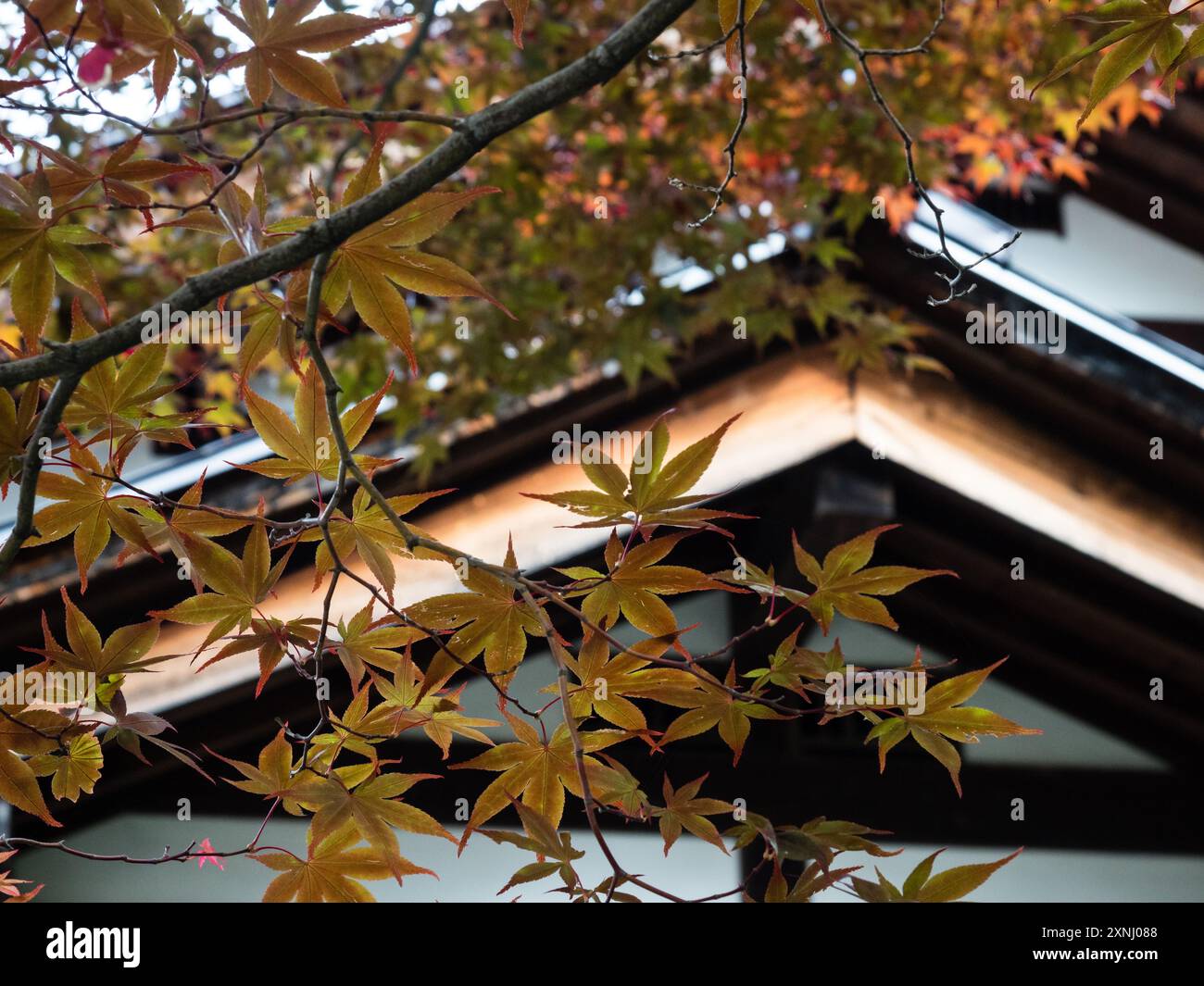 Traditional japanese house hi-res stock photography and images - Alamy