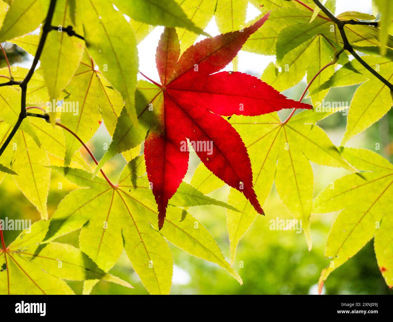 One red maple leaf hi-res stock photography and images - Alamy