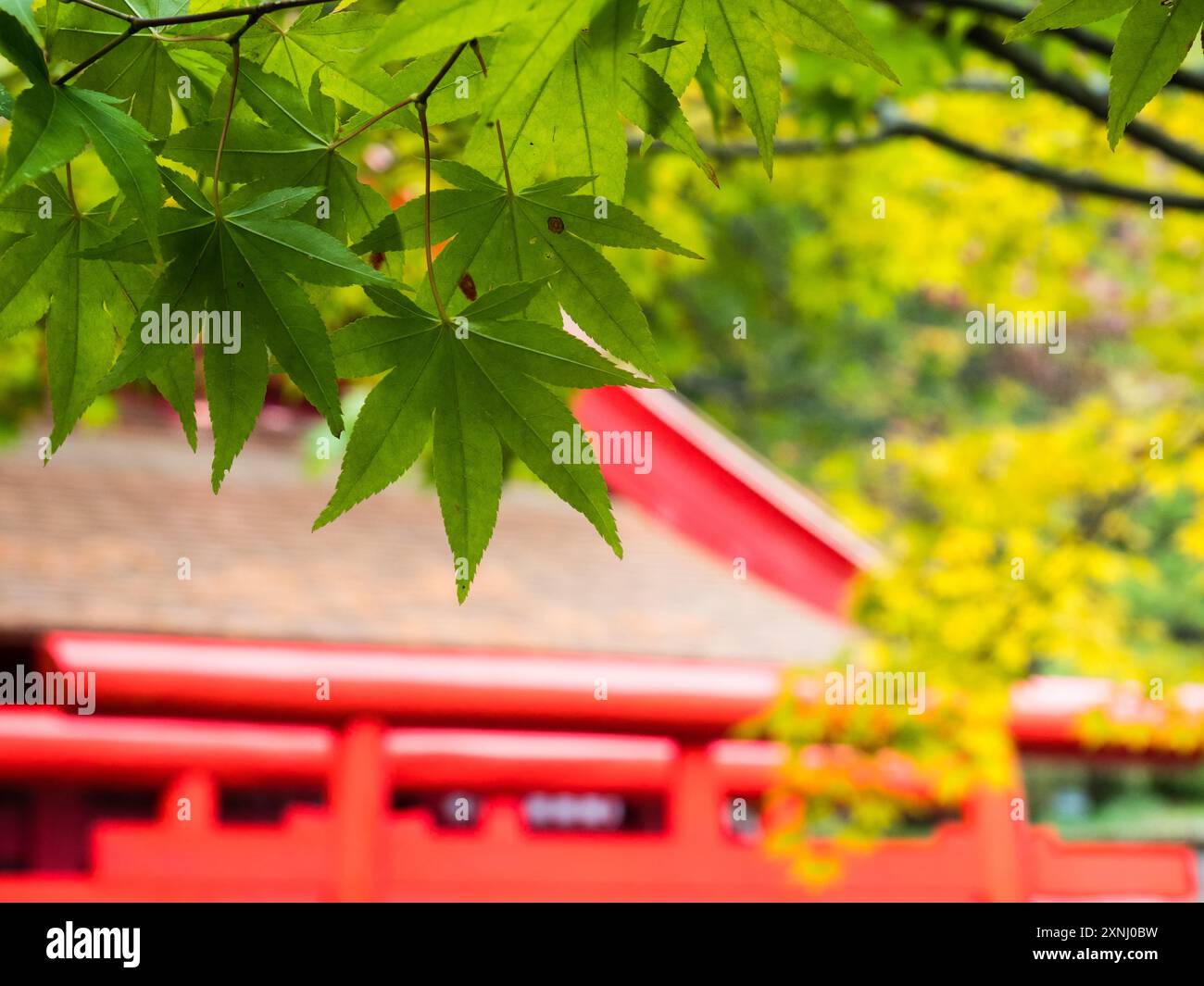 Green maple tree branch with red Japanese shinto shrine on the ...