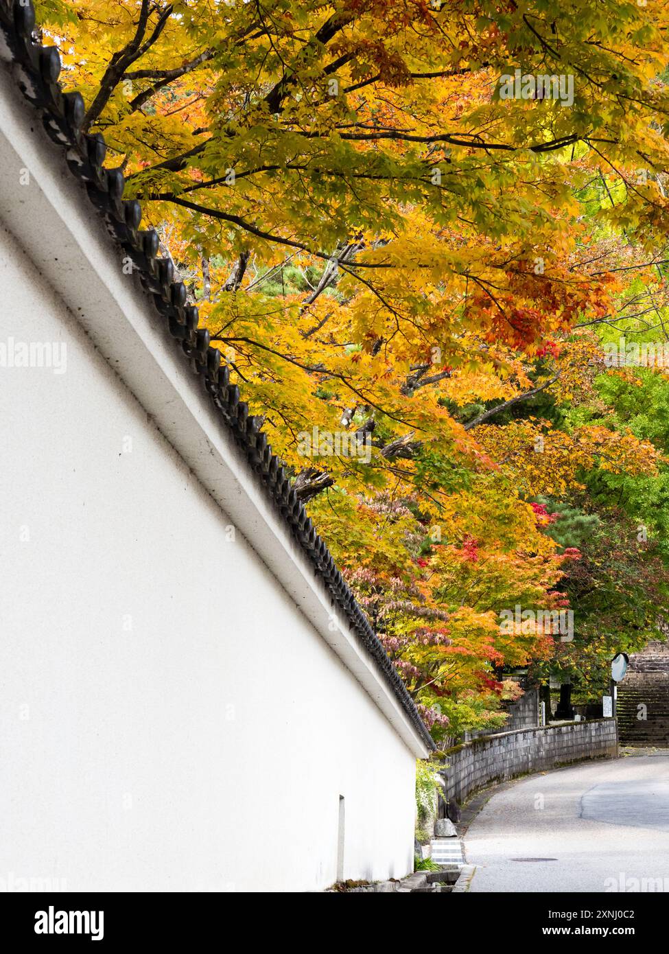 Japanese maple trees along white plaster wall in autumn Stock Photo - Alamy
