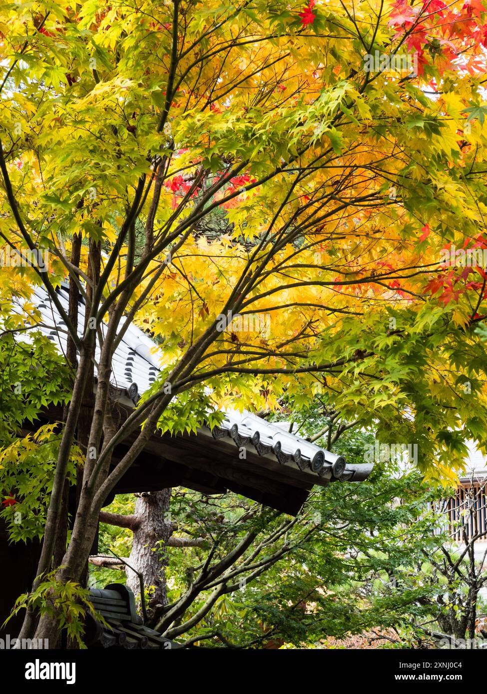 Fall colors in traditional Japanese garden Stock Photo - Alamy