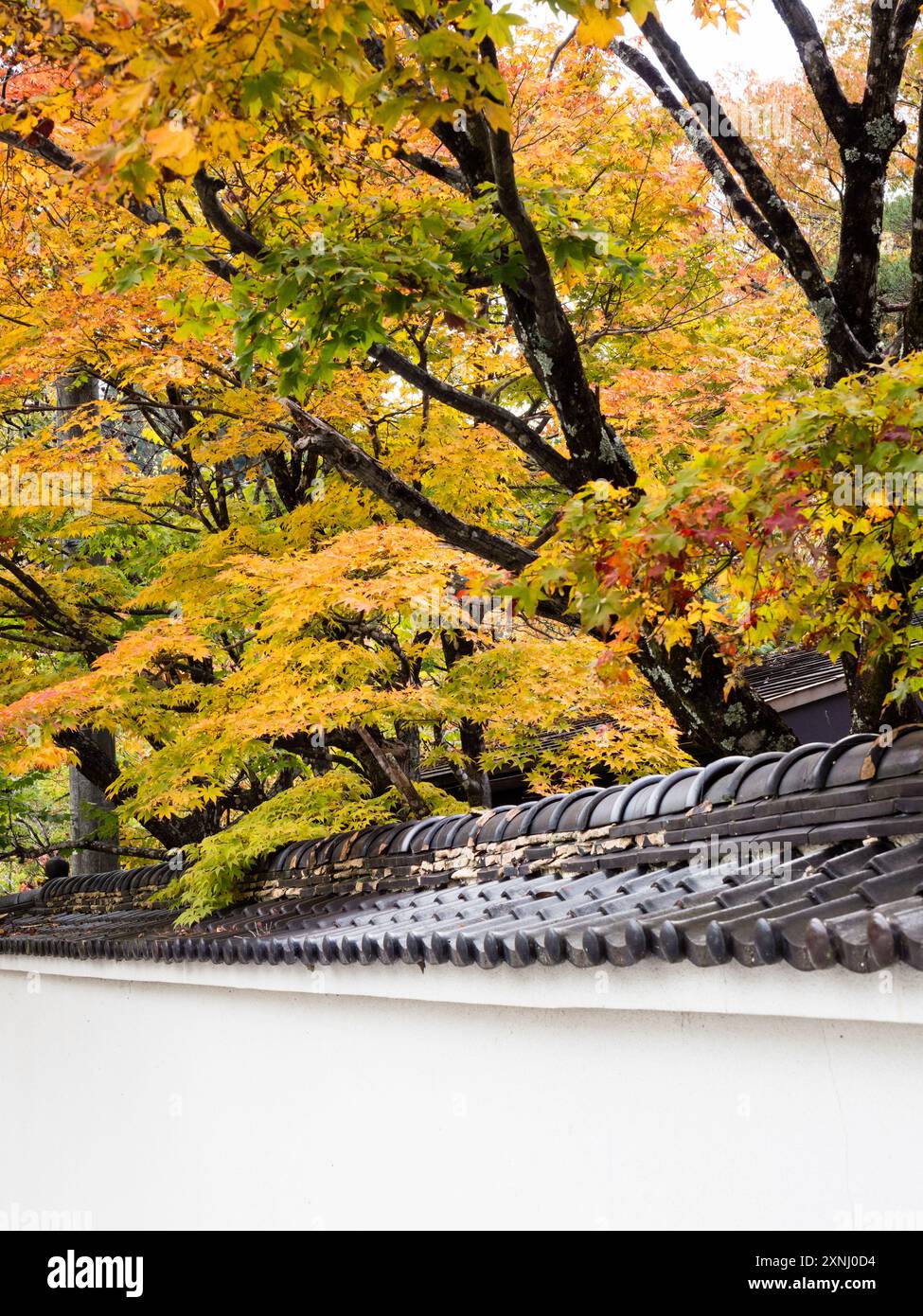 Japanese maple trees along white plaster wall in autumn Stock Photo - Alamy