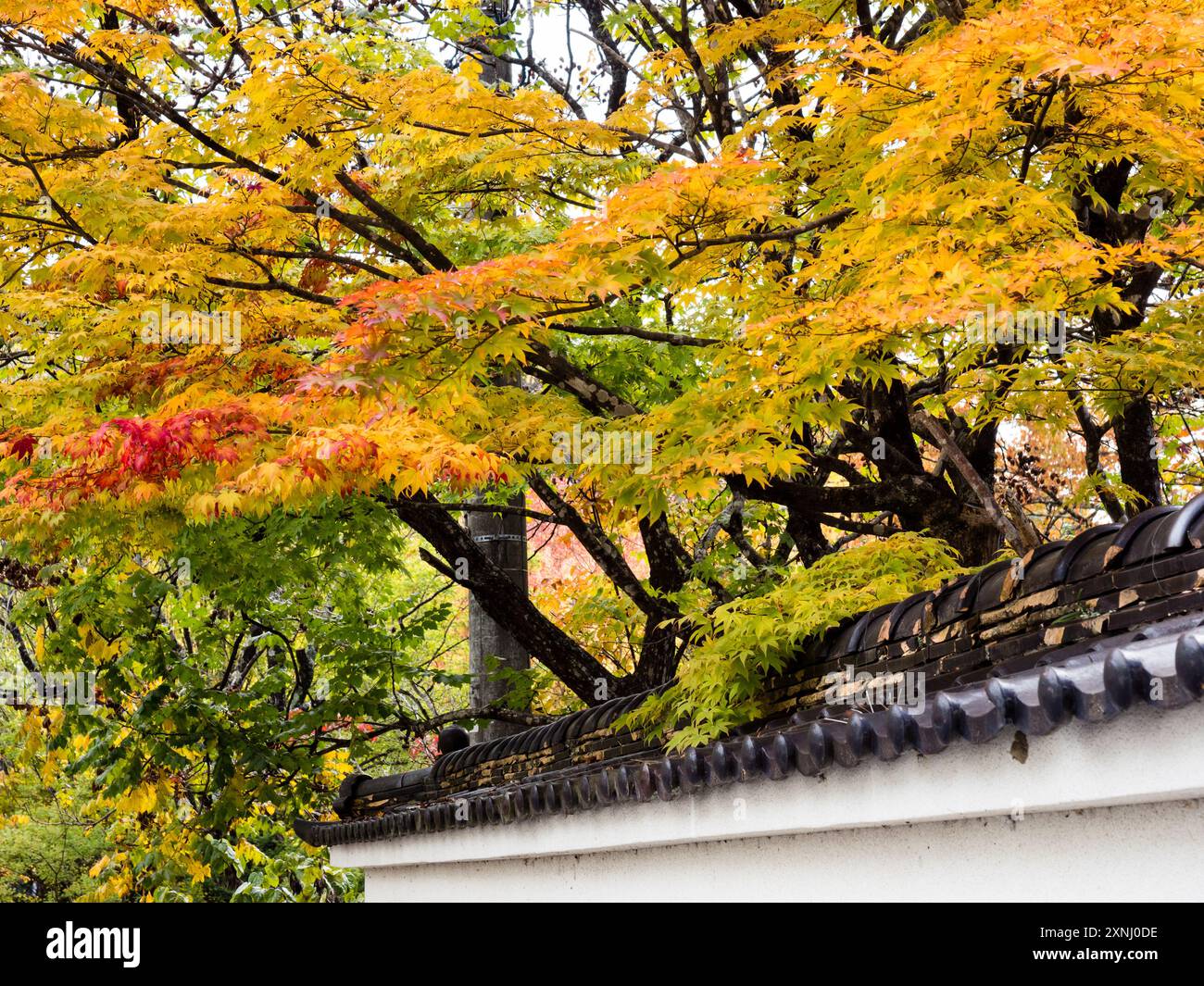 Japanese maple trees along white plaster wall in autumn Stock Photo - Alamy