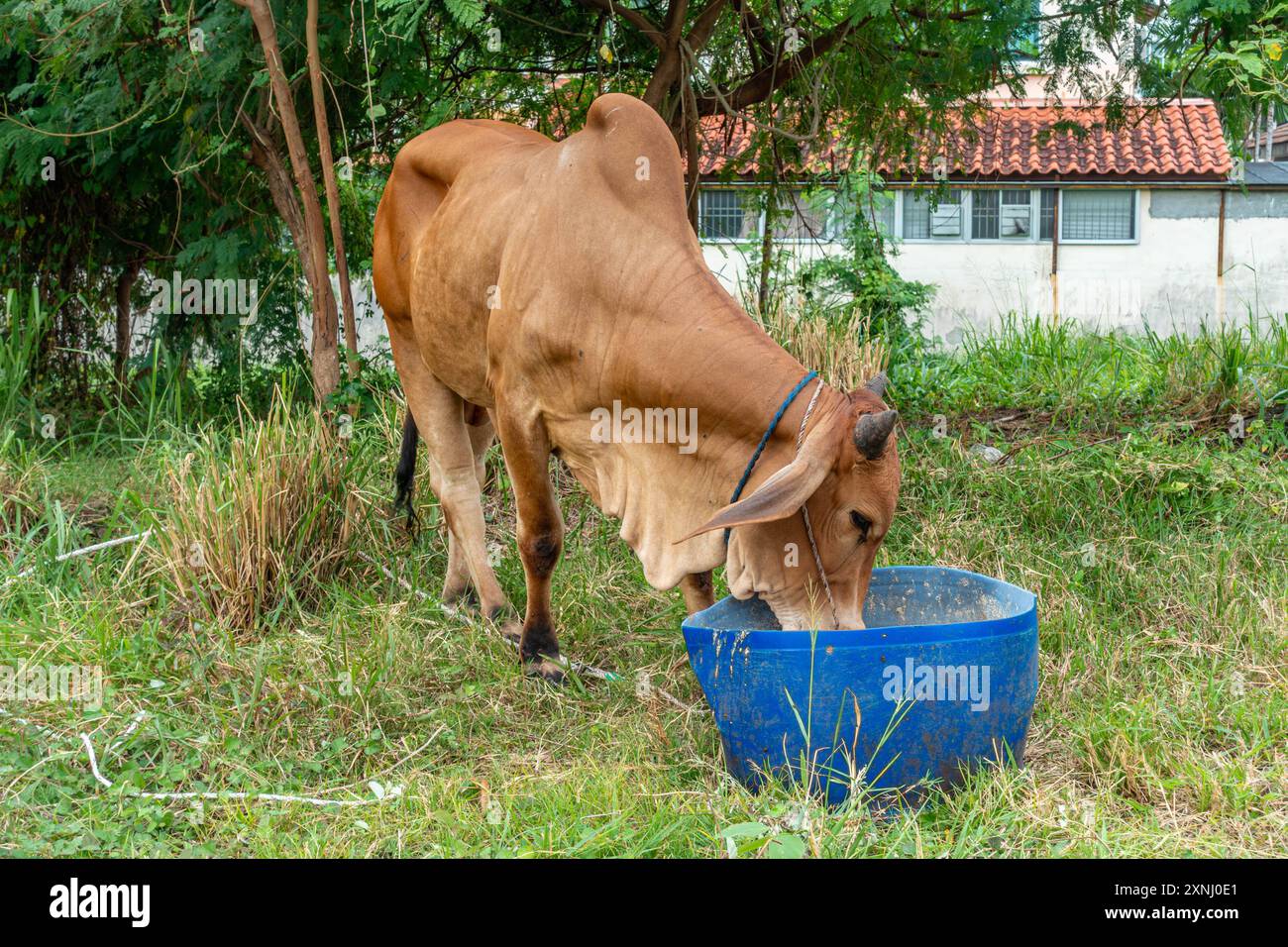 A cow tied up at the side of a road eating from a blue bucket in ...