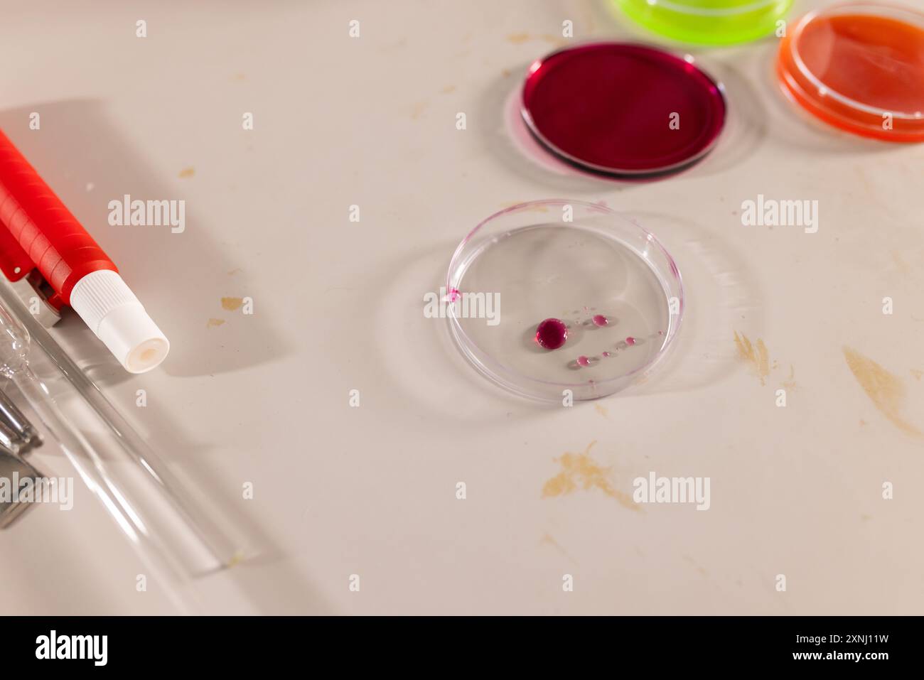 Conducting science experiment, student using petri dish and pipette in ...