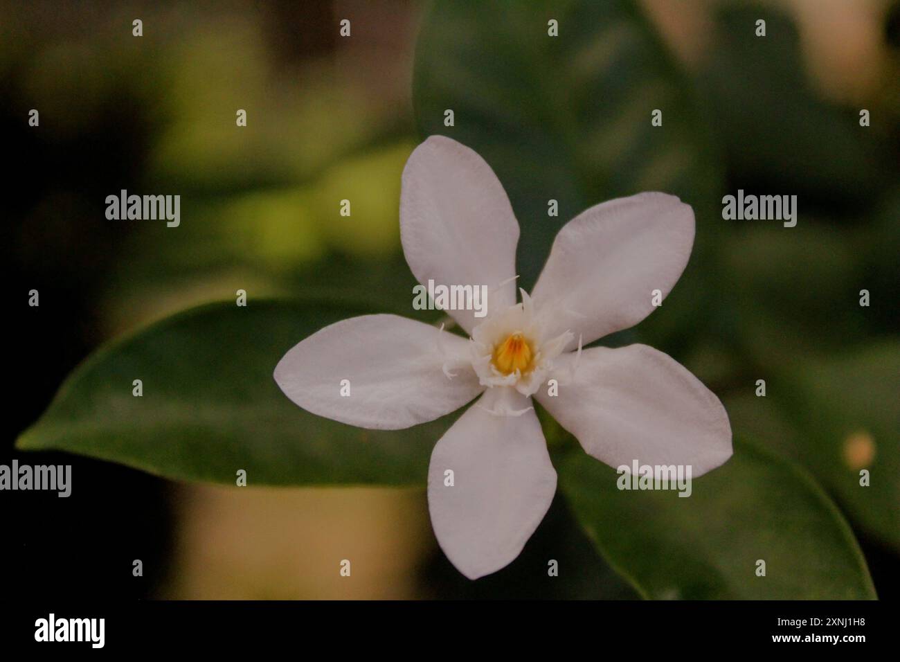 Wrigthia antidysenterica hi-res stock photography and images - Alamy