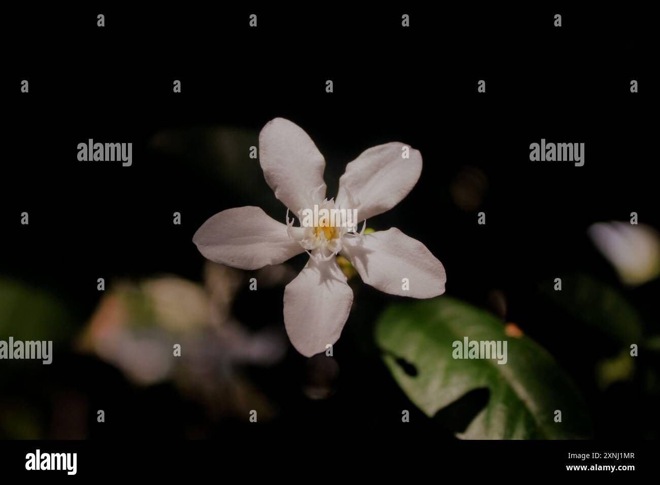 Wrigthia antidysenterica hi-res stock photography and images - Alamy