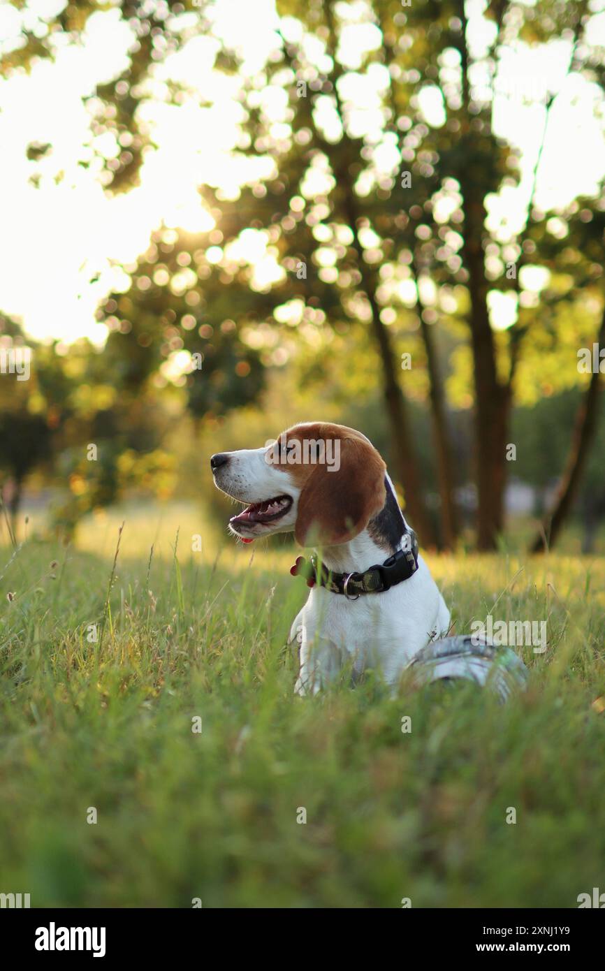Beagle lies in sun hi-res stock photography and images - Alamy
