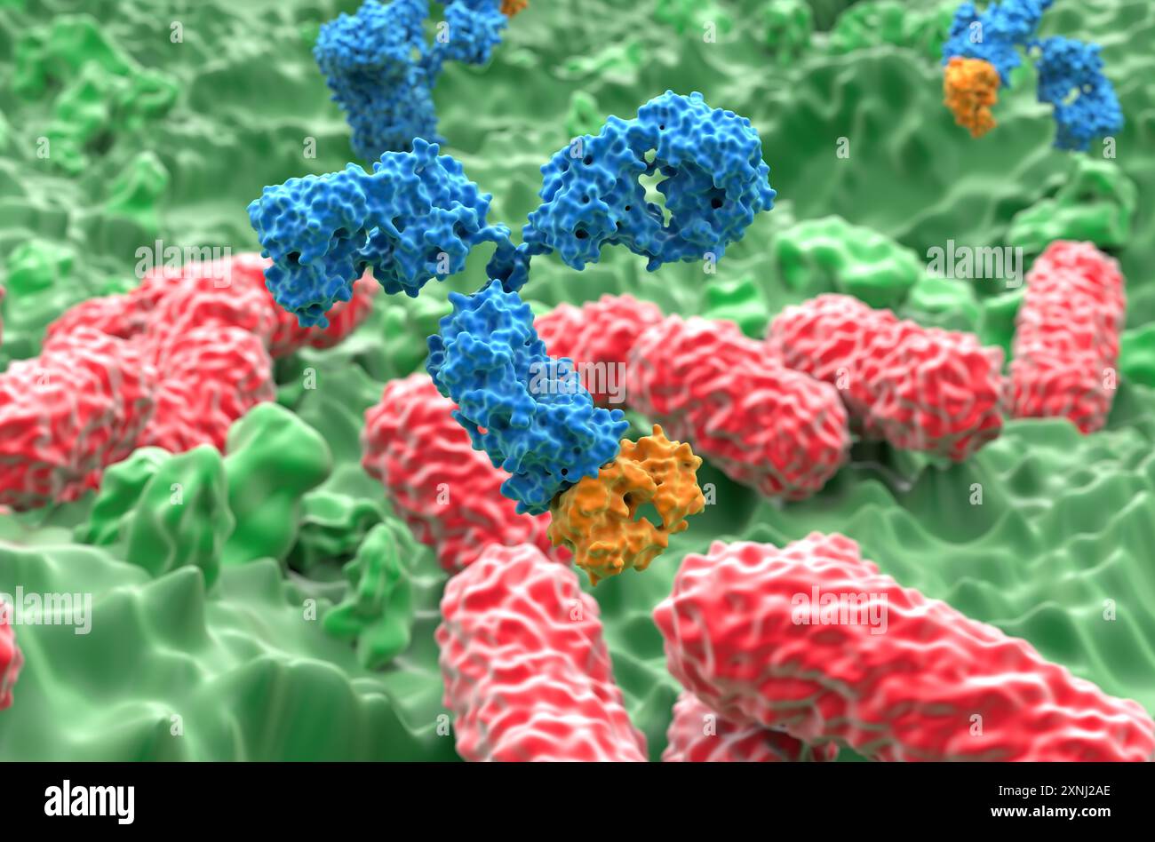 Monoclonal antibody therapy in Pseudomonas aeruginosa - closeup view 3d ...