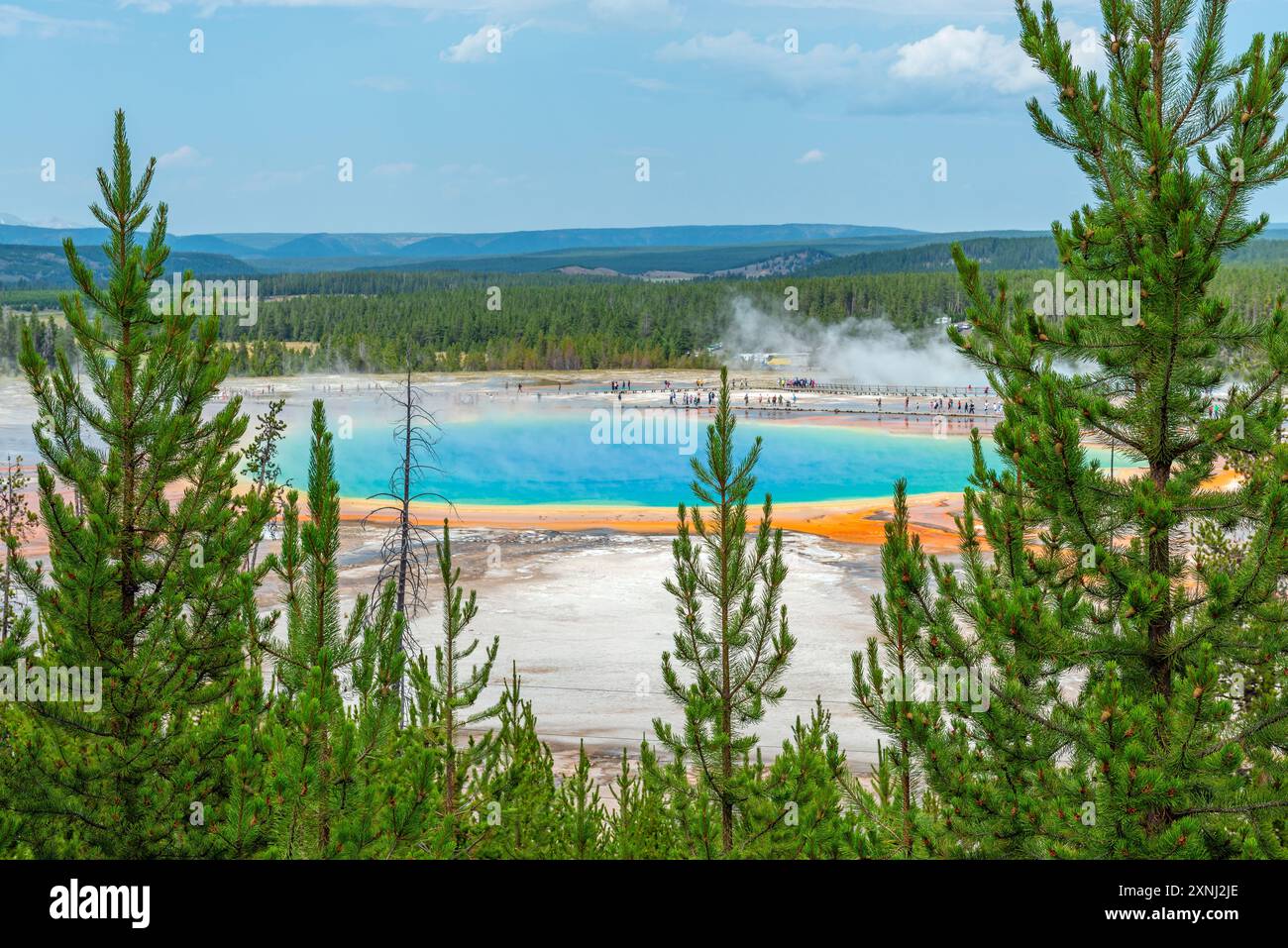 Pine trees and Grand Prismatic Spring, Yellowstone national park ...