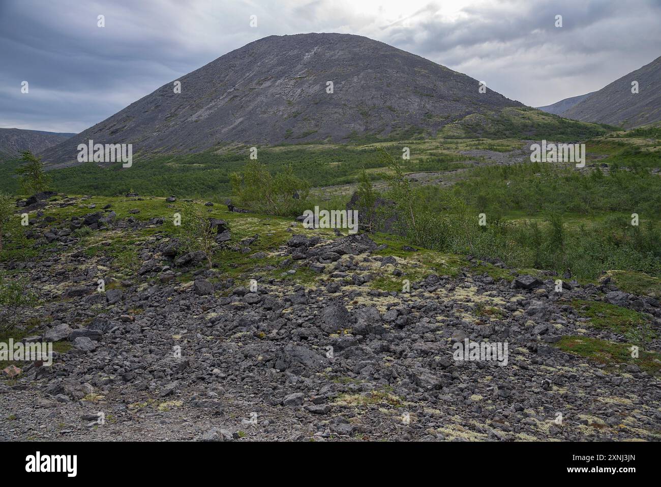 Kola trees hi-res stock photography and images - Alamy