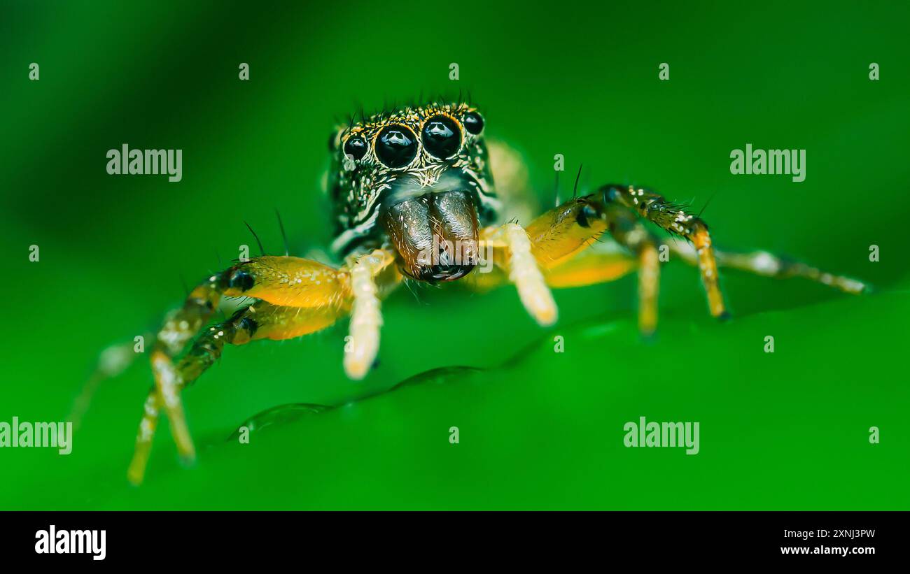Close up a little Jumping Spider on green leaf, Colorful jumping spider ...