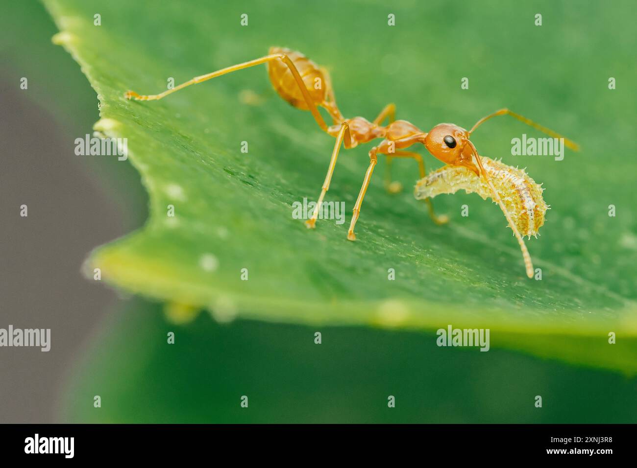 A group red ants is moving the prey, The robber fly becomes food for ...
