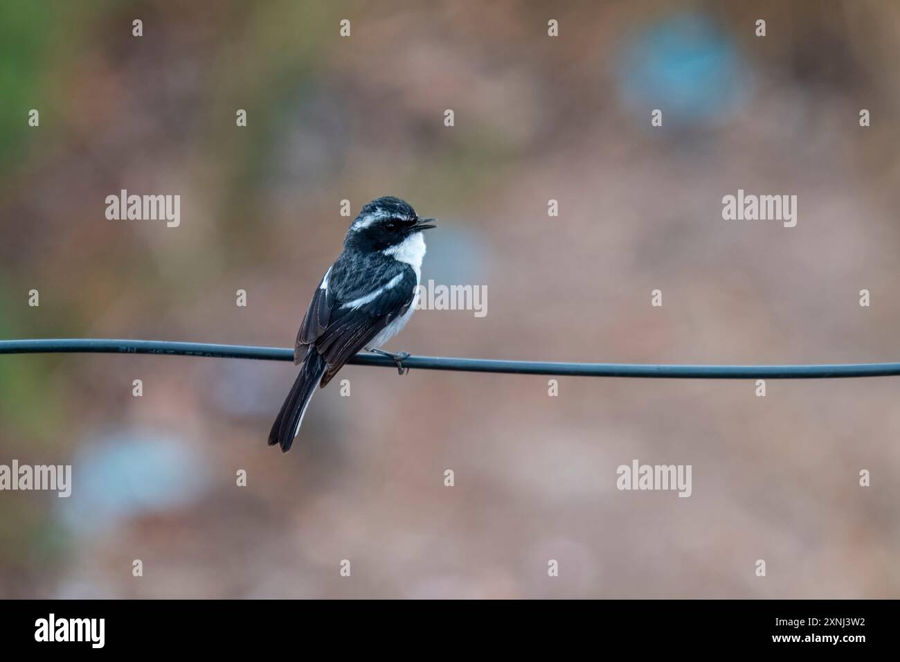 male, grey bush chat or Saxicola ferreus at Mukteshwar, Uttarakhand ...