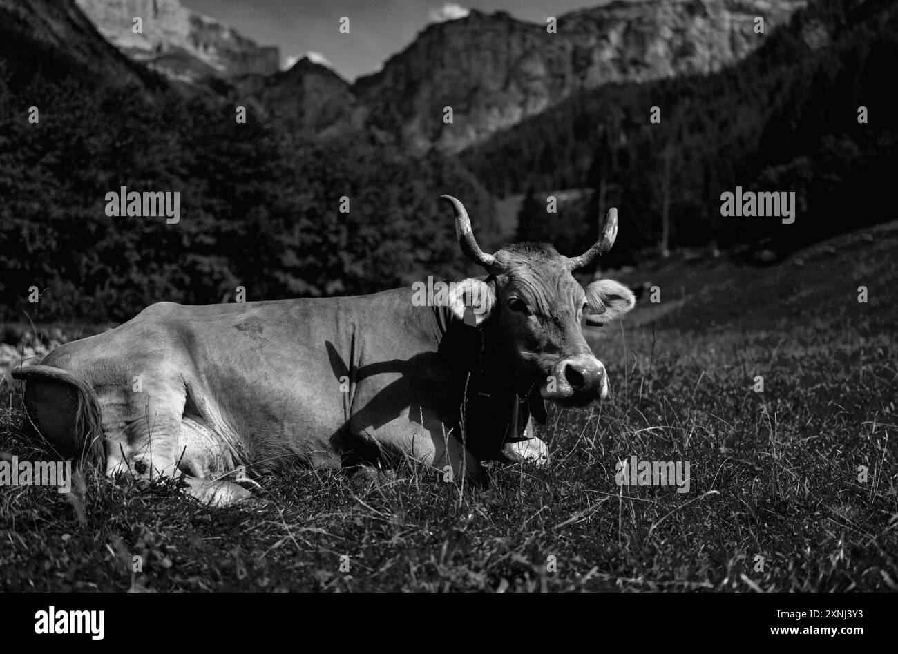 Cow on lawn. Cow grazing on green meadow. Holstein cow. Eco farming ...